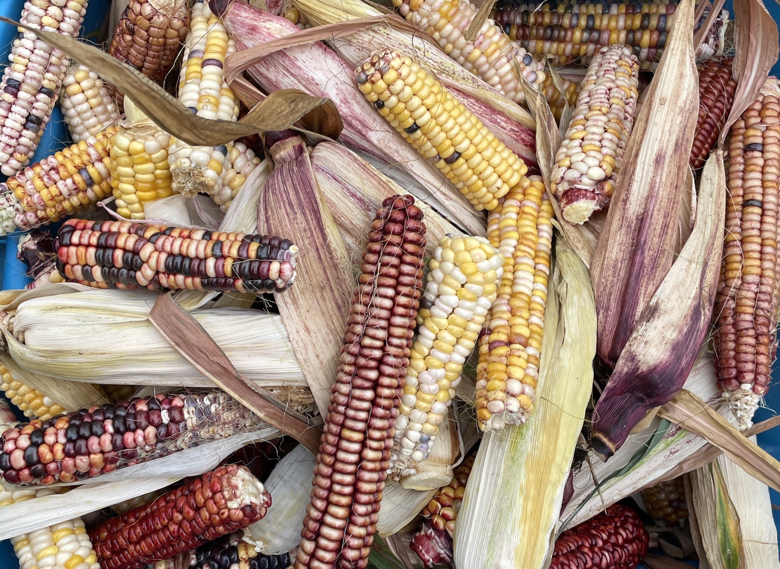 Indigenous Seed Keeping and Seed Climate Adaptation - Canadian Climate ...